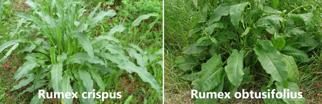 Rumex : Comment l'éliminer et s'en débarasser définitivement
