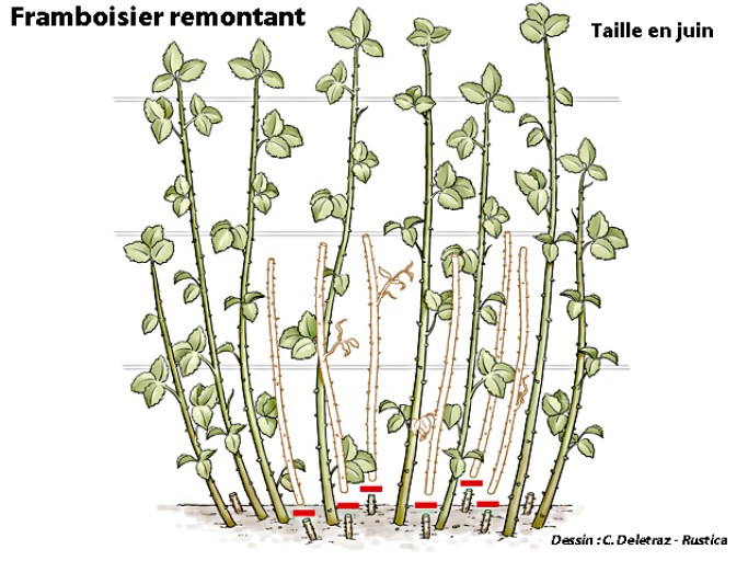 Comment Tailler Un Framboisier Remontant