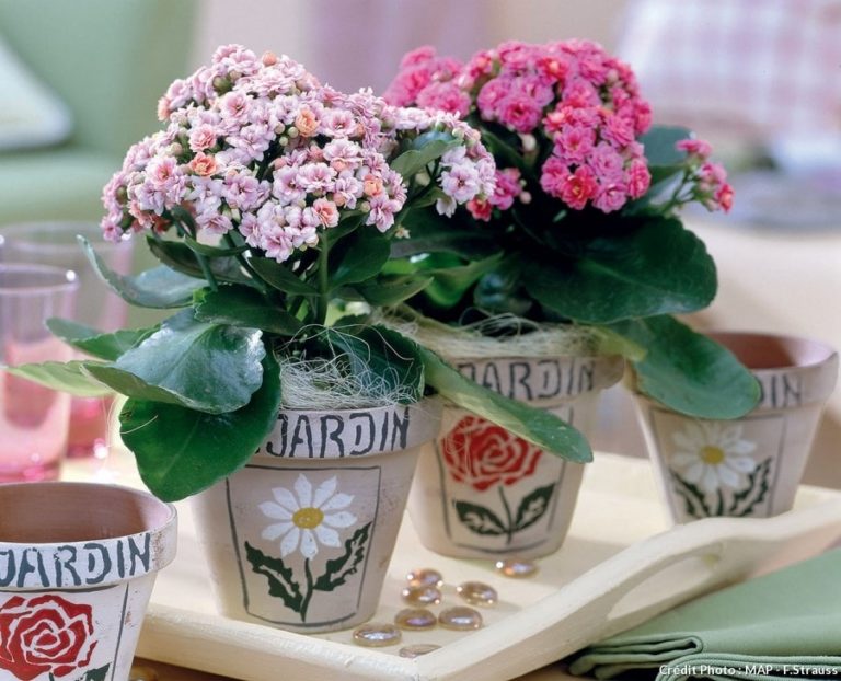 Plante grasse à fleurs : sélection des plus belles plantes grasses fleuries