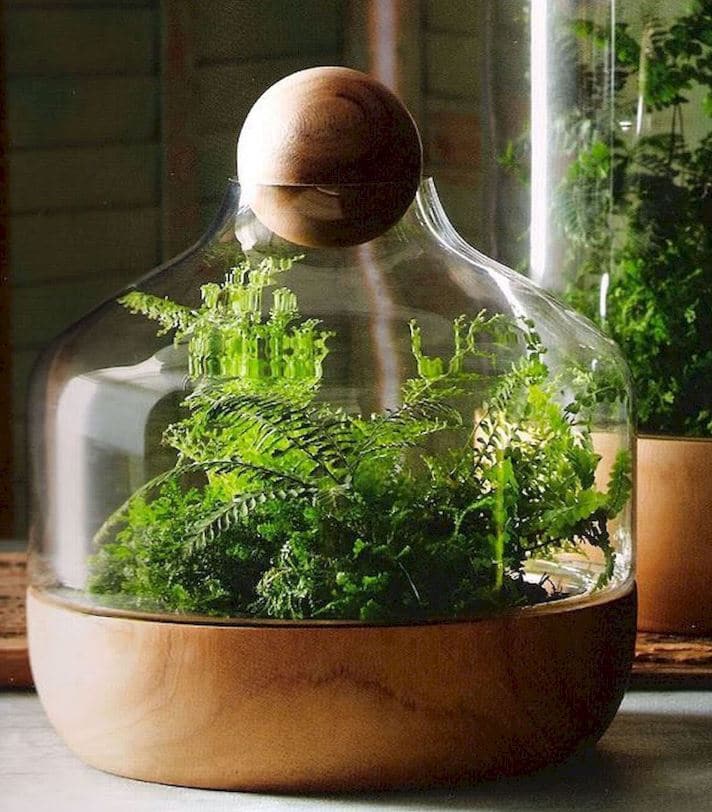 Terrarium plante : les plus beaux modèles pour votre intérieur