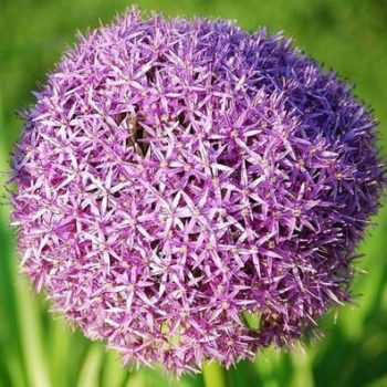 Fleur violette : Les 30 plus belles variétés pour votre jardin