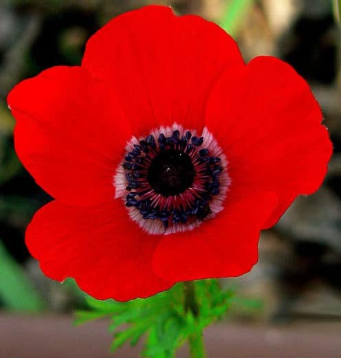 Fleurs rouges : la liste des 30 plus belles plantes et fleurs