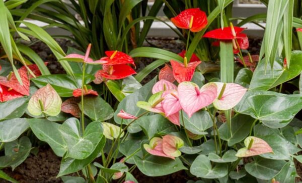 Fleurs rouges : la liste des 30 plus belles plantes et fleurs