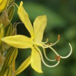 Fleur de printemps : la liste des 30 plus belles fleurs à planter