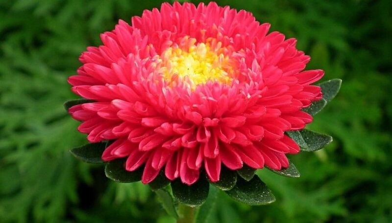 Fleurs rouges : la liste des 30 plus belles plantes et fleurs