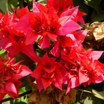 Fleurs rouges : la liste des 30 plus belles plantes et fleurs