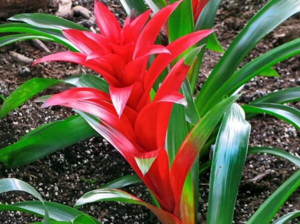 Fleurs rouges : la liste des 30 plus belles plantes et fleurs