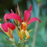 Fleurs rouges : la liste des 30 plus belles plantes et fleurs