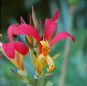 Fleurs rouges : la liste des 30 plus belles plantes et fleurs