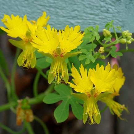 Fleur jaune : la liste des 30 plus belles variétés de fleurs