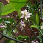 Fleurs roses : la liste des 30 plus belles variétés de fleurs roses