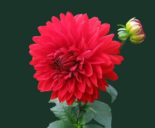 Fleurs rouges : la liste des 30 plus belles plantes et fleurs