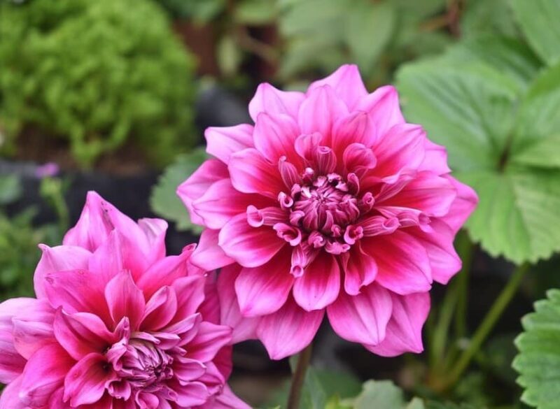 Fleurs roses : la liste des 30 plus belles variétés de fleurs roses