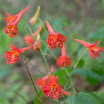 Fleurs rouges : la liste des 30 plus belles plantes et fleurs