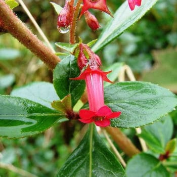 Fleurs rouges : la liste des 30 plus belles plantes et fleurs