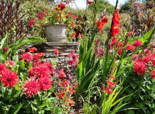 Fleurs rouges : la liste des 30 plus belles plantes et fleurs
