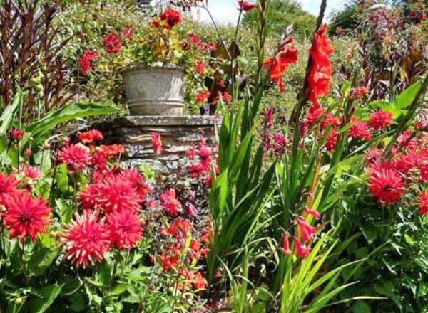 Fleurs rouges : la liste des 30 plus belles plantes et fleurs