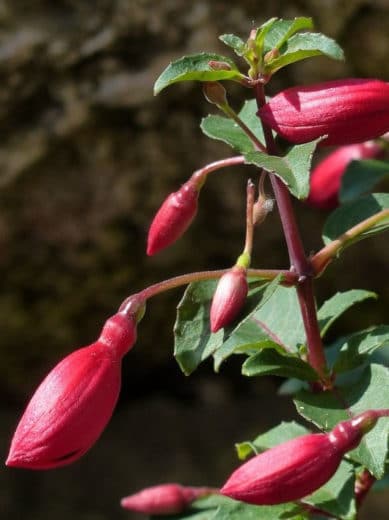 Fleurs rouges : la liste des 30 plus belles plantes et fleurs