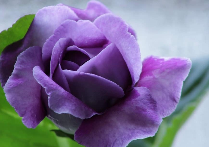 30 des plus belles fleurs violettes pour votre jardin