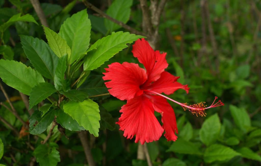 Fleurs rouges : la liste des 30 plus belles plantes et fleurs
