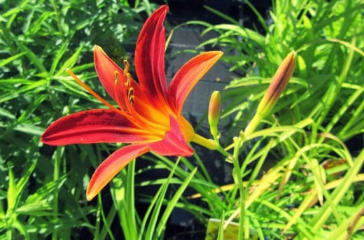 Fleurs rouges : la liste des 30 plus belles plantes et fleurs