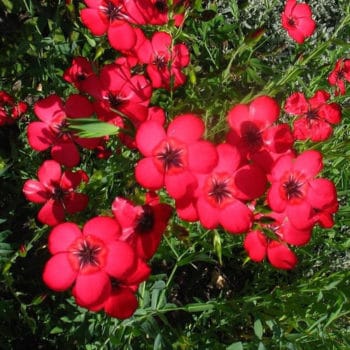 Fleurs rouges : la liste des 30 plus belles plantes et fleurs