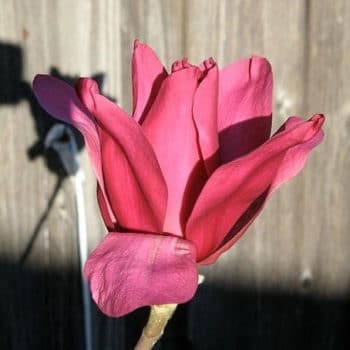 Fleurs rouges : la liste des 30 plus belles plantes et fleurs