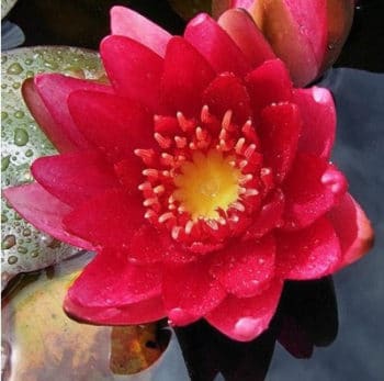 Fleurs rouges : la liste des 30 plus belles plantes et fleurs