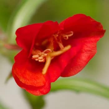 Fleurs rouges : la liste des 30 plus belles plantes et fleurs
