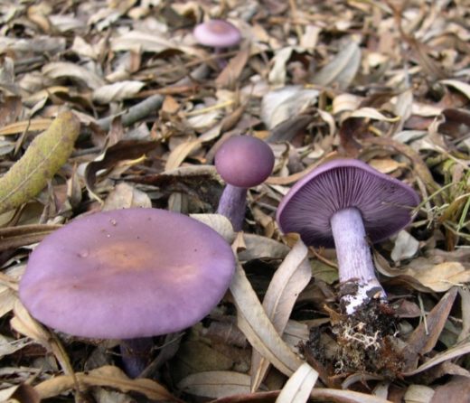 20 champignons comestibles : la liste complète pour les identifier