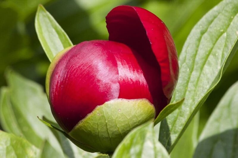 Fleurs rouges : la liste des 30 plus belles plantes et fleurs