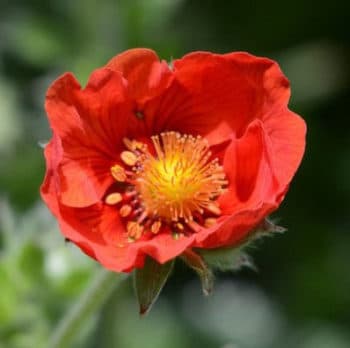 Fleurs rouges : la liste des 30 plus belles plantes et fleurs
