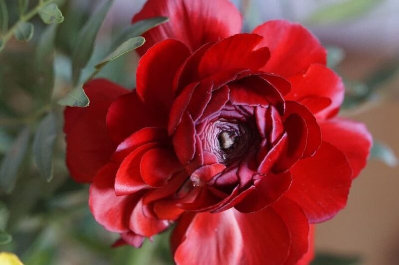 Fleurs rouges : la liste des 30 plus belles plantes et fleurs