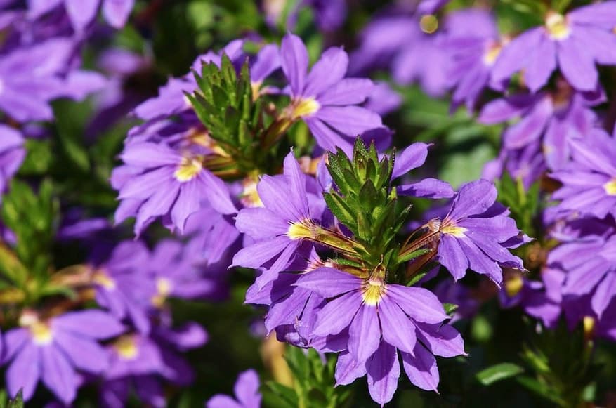 30 fleurs bleues : la liste complète des plus belles