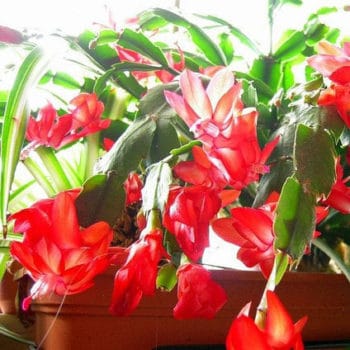 Fleurs rouges : la liste des 30 plus belles plantes et fleurs