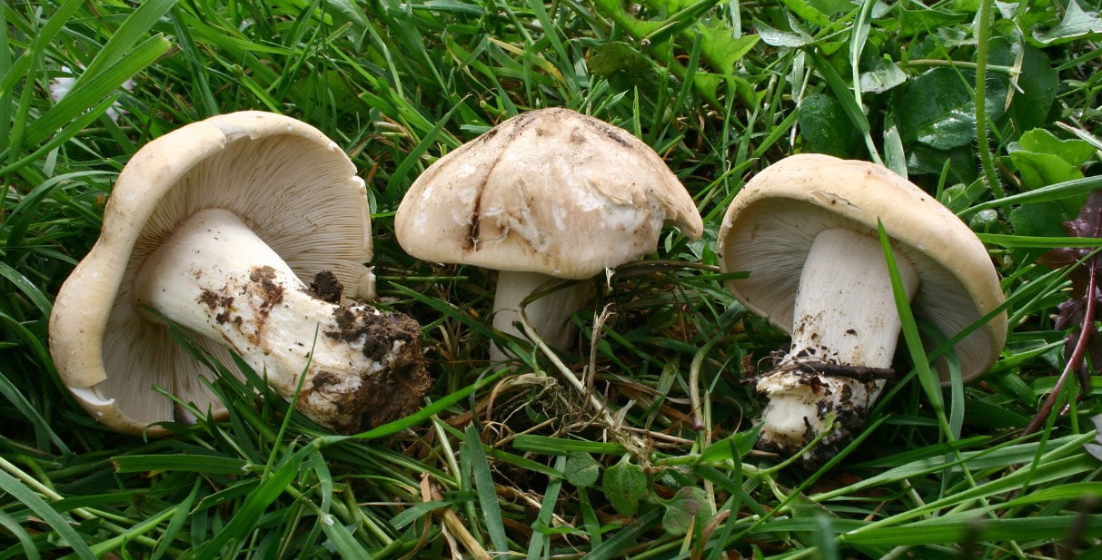 20 champignons comestibles : la liste complète pour les identifier