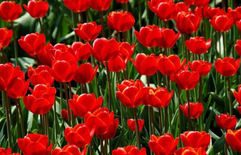 Fleurs rouges : la liste des 30 plus belles plantes et fleurs