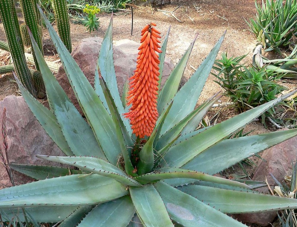 Fleurs oranges : la liste des 30 plus belles variétés de fleur orange