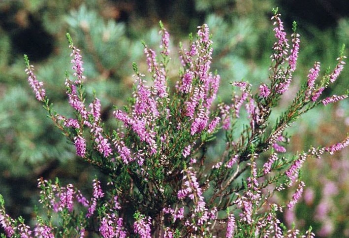 Fleurs d’automne : la liste des 30 plus belles variétés