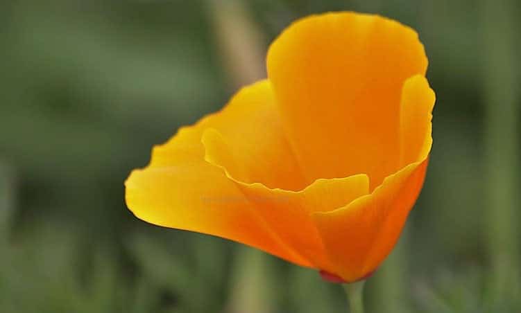 Fleurs oranges : la liste des 30 plus belles variétés de fleur orange