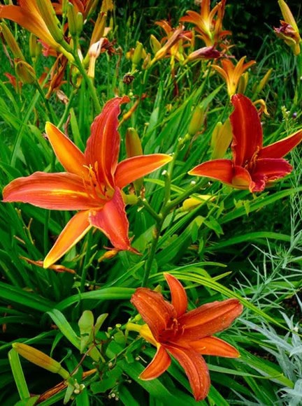 Fleurs oranges : la liste des 30 plus belles variétés de fleur orange
