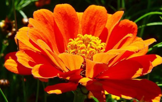 Fleurs oranges : la liste des 30 plus belles variétés de fleur orange