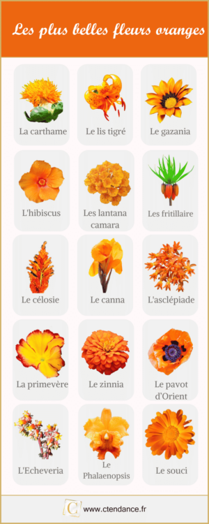 Fleurs oranges : la liste des 30 plus belles variétés de fleur orange