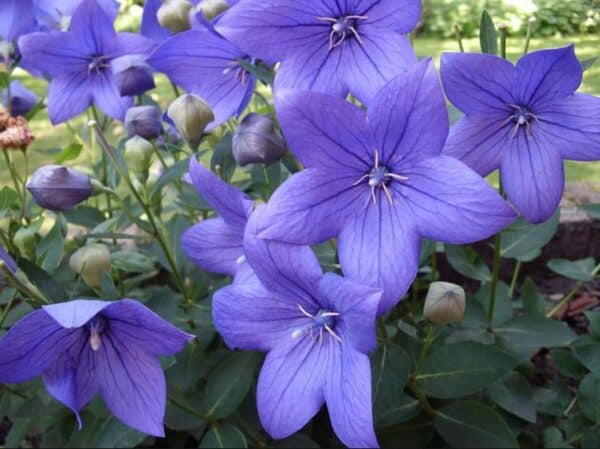 Fleurs d’été de Jardin : les 30 plus belles à planter