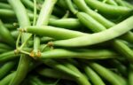 Semer des haricots verts : quand, comment et quelles variétés choisir