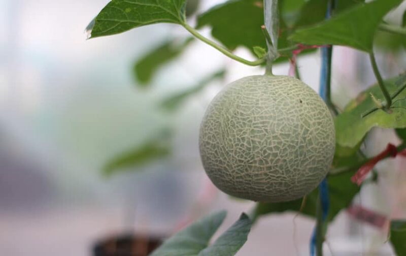Semer du melon : quand, comment et quelles variétés choisir - Ctendance