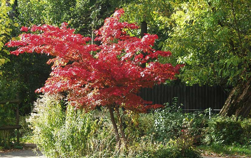 Arbuste d'ornement : les meilleurs arbustes pour votre jardin