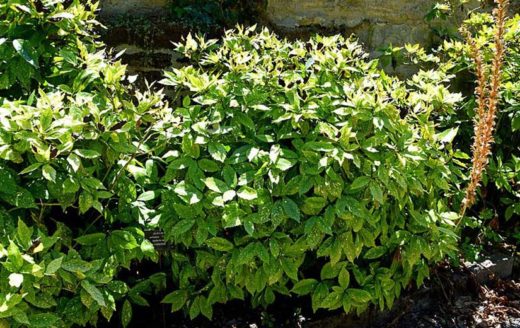 Arbuste d'ornement : les meilleurs arbustes pour votre jardin