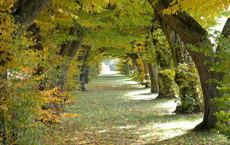 Arbre d'ornement : 24 des plus beaux arbres pour le jardin