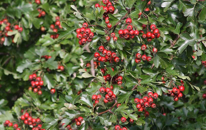 Arbuste d'ornement : les meilleurs arbustes pour votre jardin